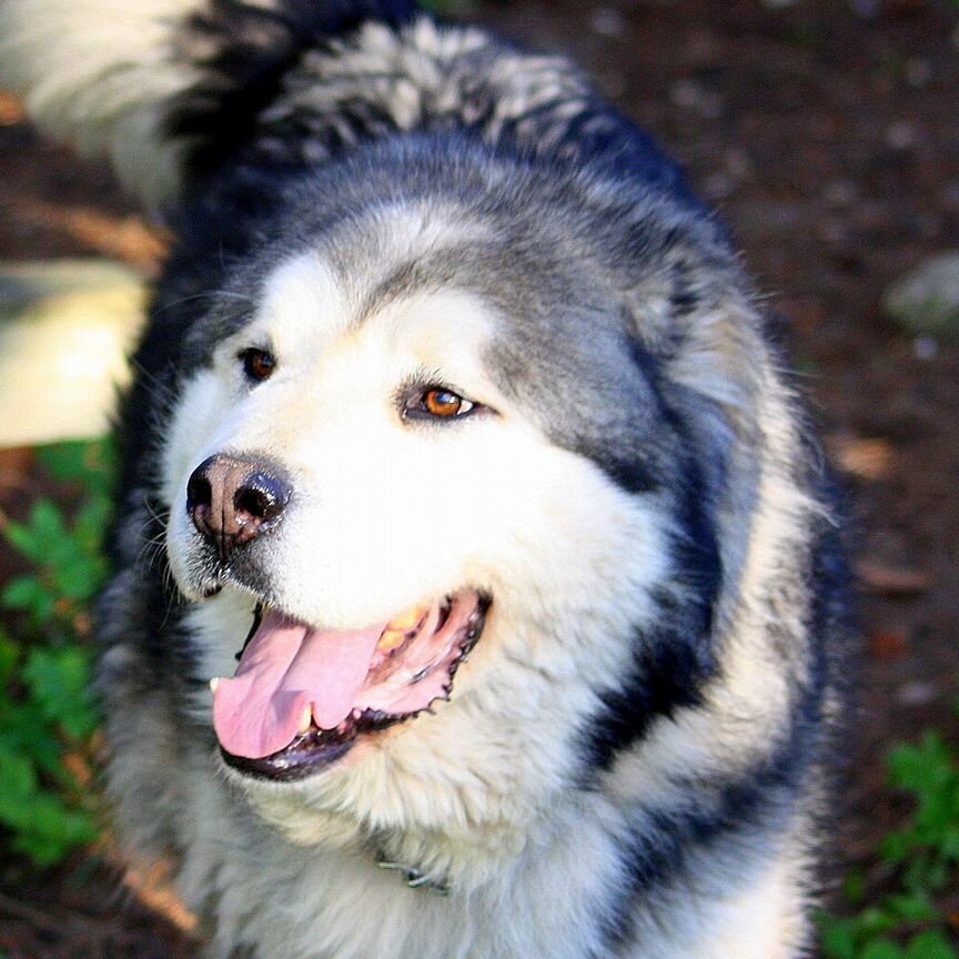 Кавказская овчарка, взрослая собака