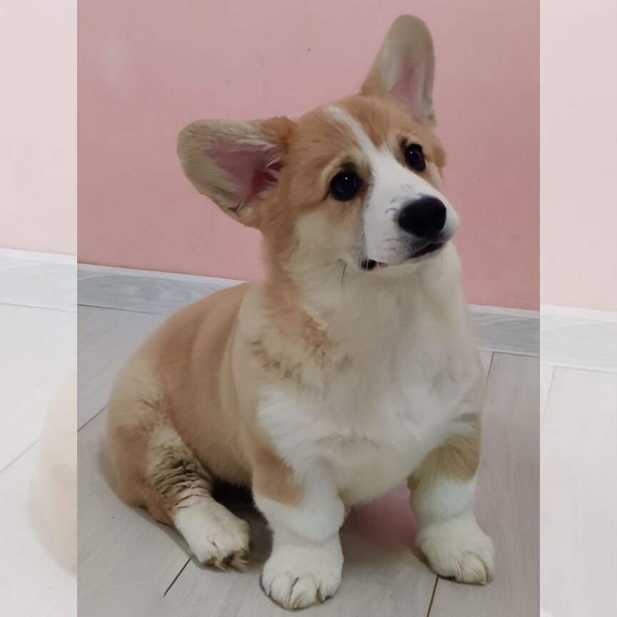 Вельш Корги Пемброк, щенок