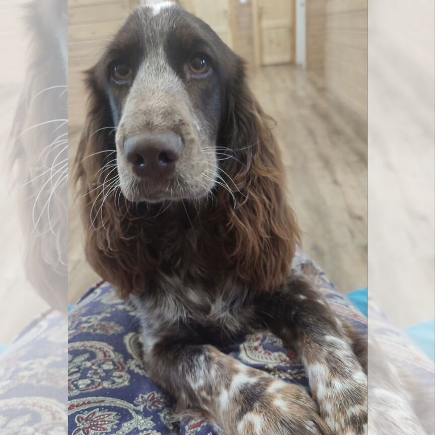 Русский спаниель 8 месяцев