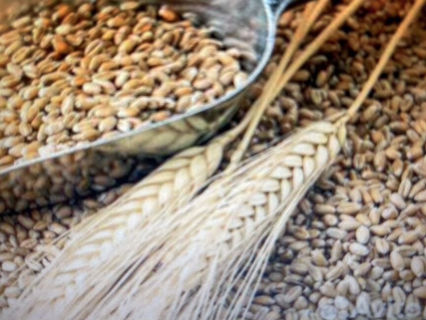 Зерно пшеница ячмень