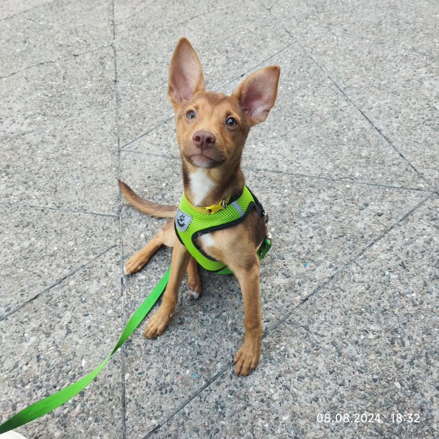 Рыжее чудо для вас