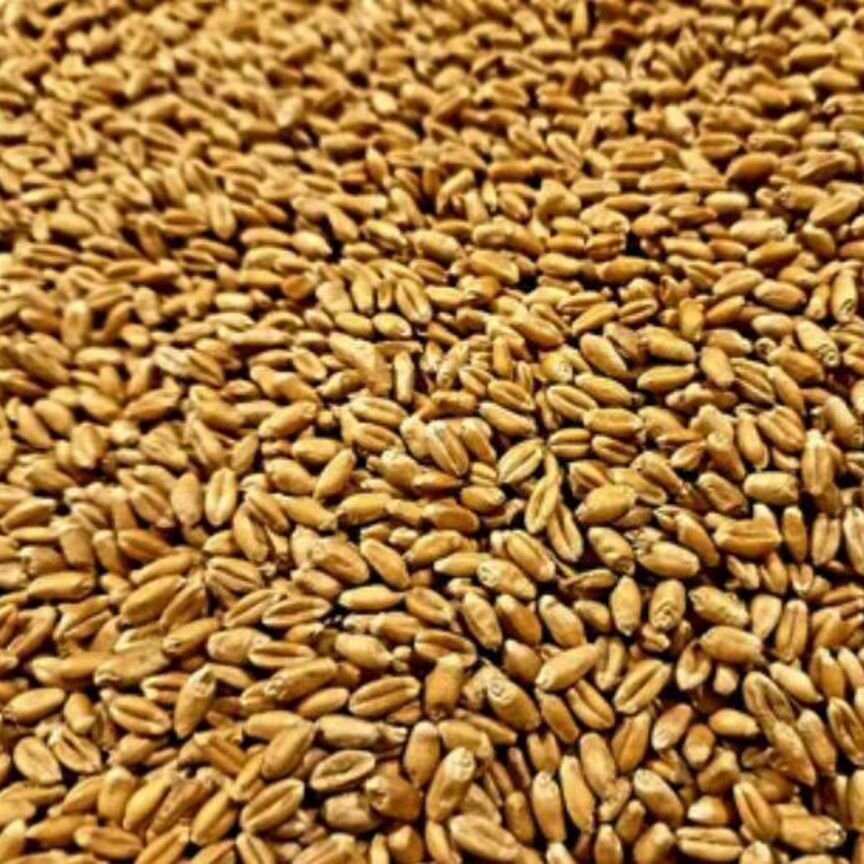 Продам пшеницу 3 класс