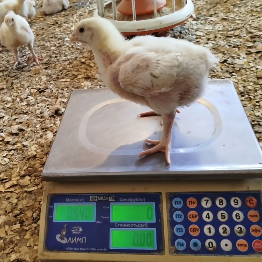 Цыплята бройлеры подрощенные