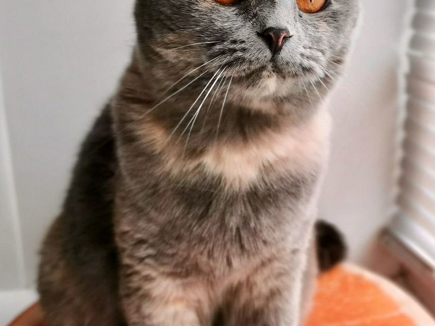 Британская кошка