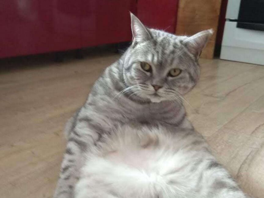 Шотландский кот