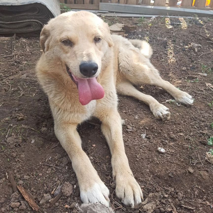 Взрослая собака в добрые руки