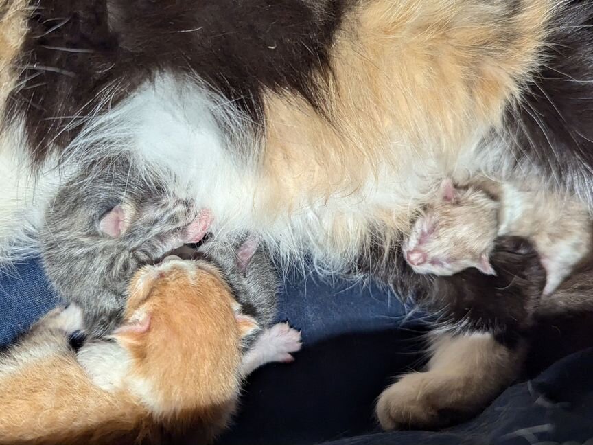 Кот и кошка