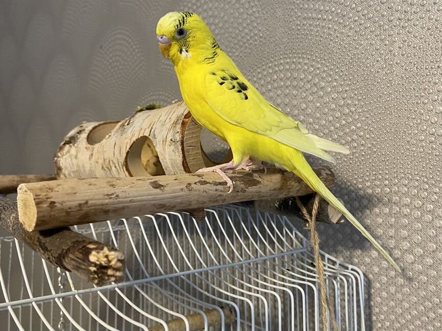 Попугай волнистый мальчик