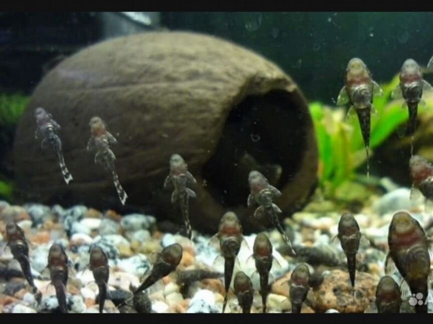 Сомики маленькие всё в описании