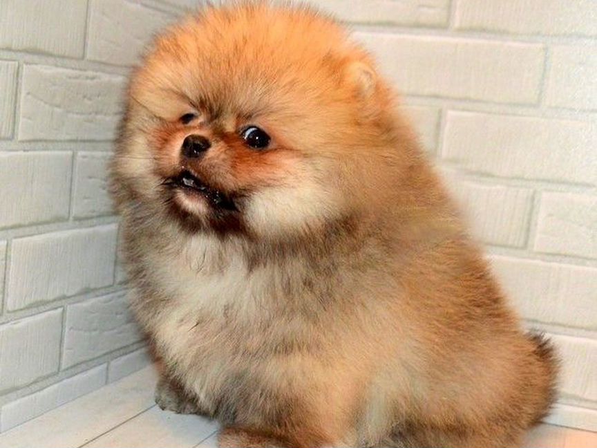 Померанский шпиц,курносенькие белые и соболиные ми