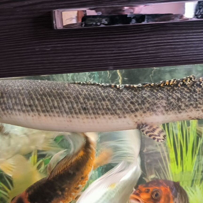 Полиптерус арнатипинис