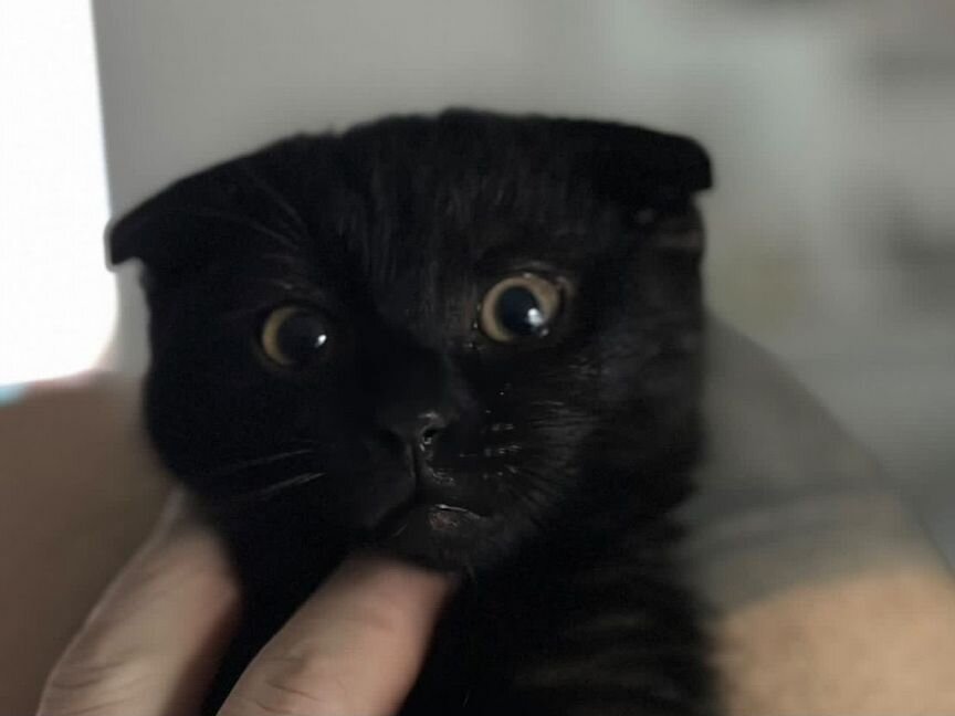 Отдам котенка в добрые руки