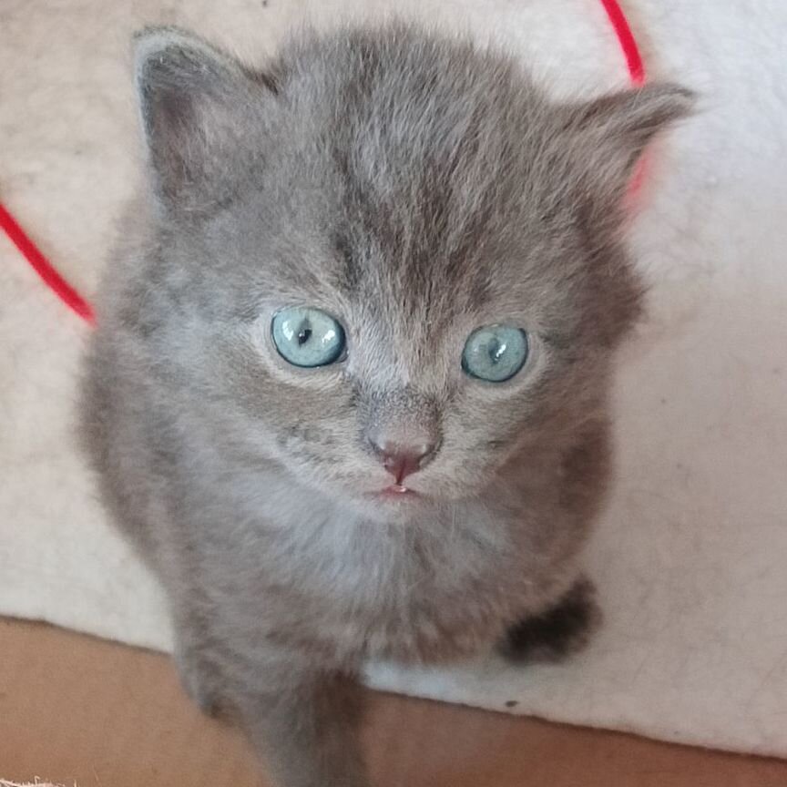 Нибелунг котёнок