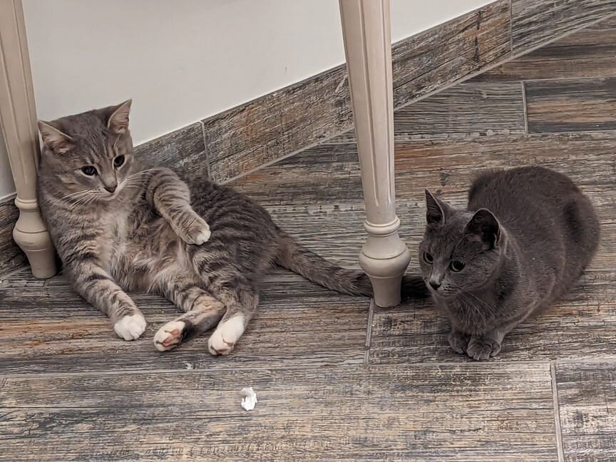 Кот и кошка
