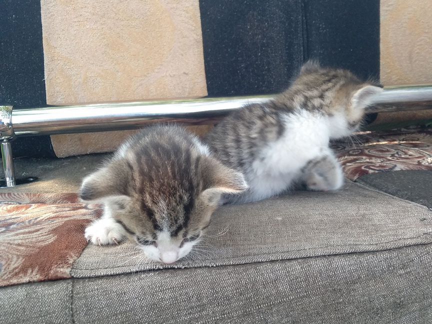 Котята кот и кошка в дар бесплатно