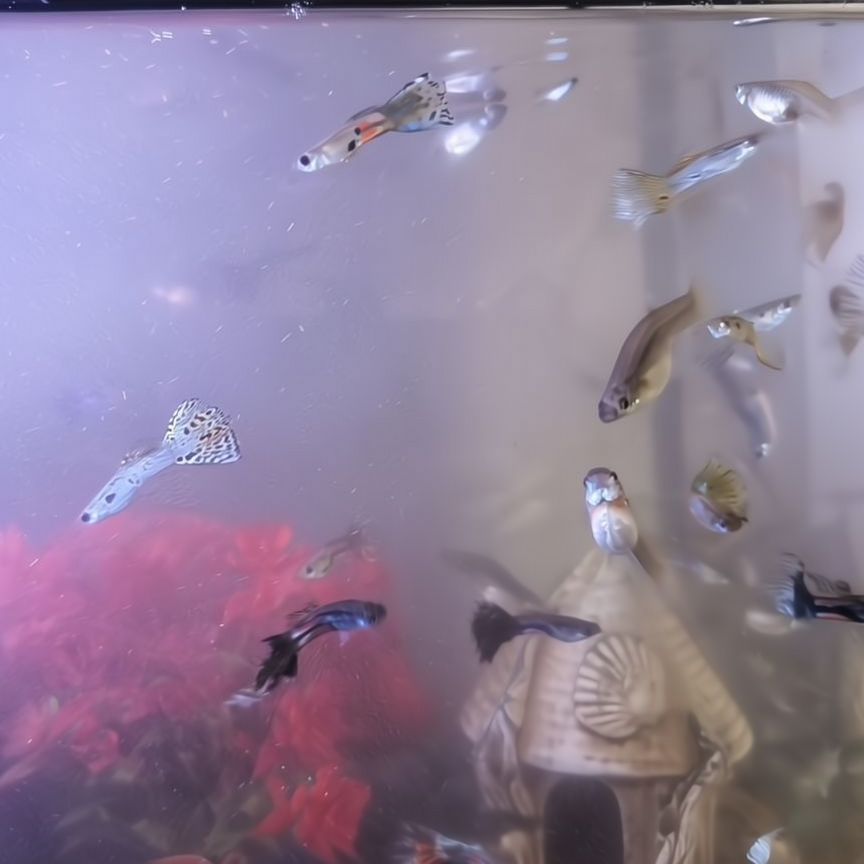 Аквариумные рыбки гуппи