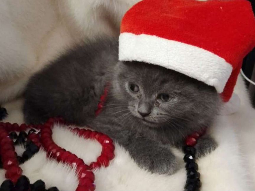 Британское чудо на Новый год