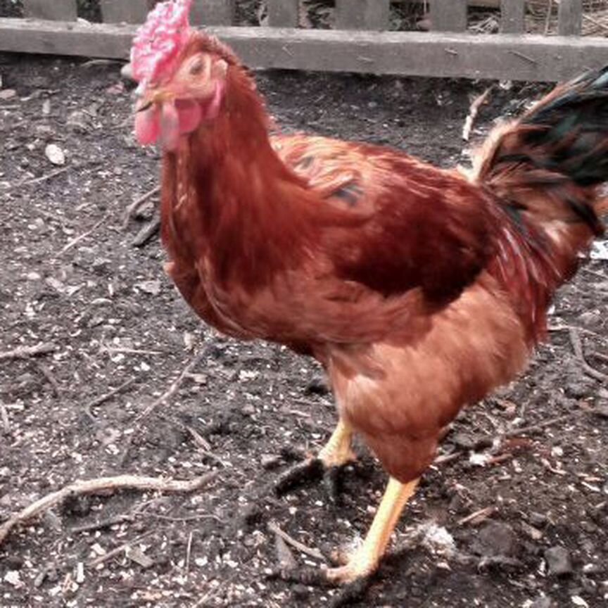 Молодые петухи