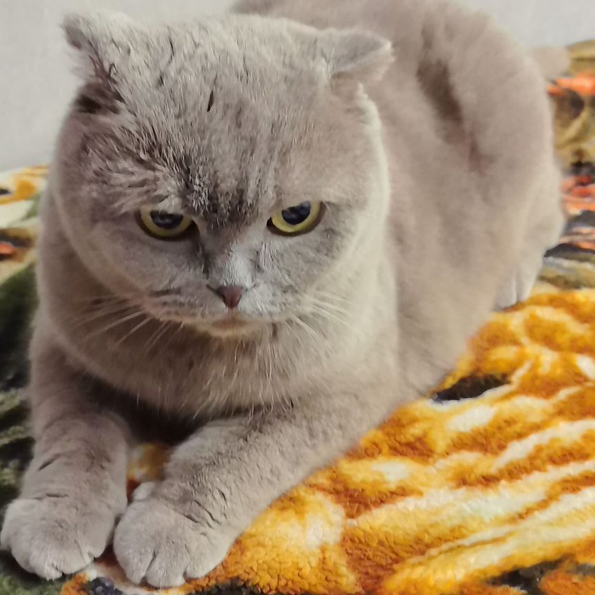 Шотландский вислоухий короткошёрстный, взрослый кот