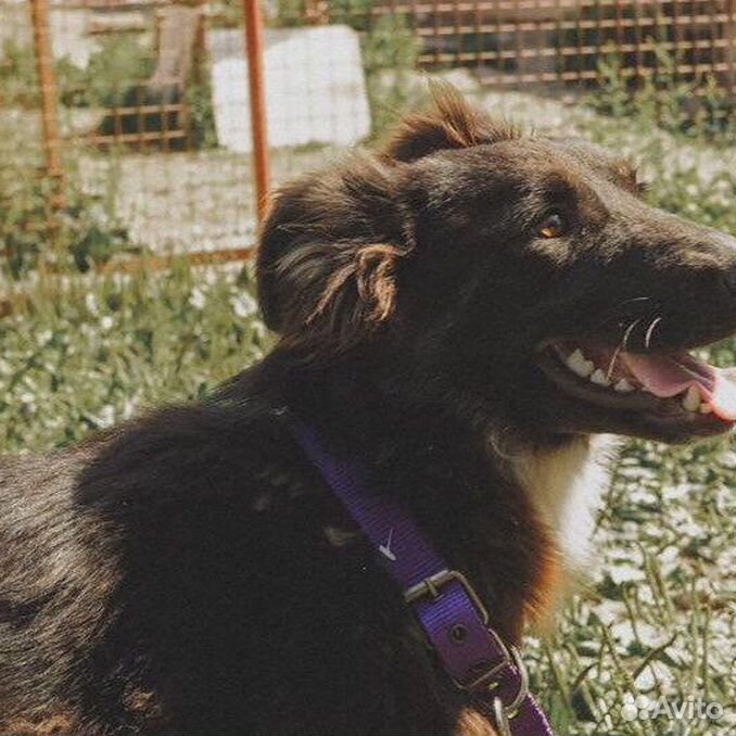 Необыкновенно симпатичные щенки подростки в дар