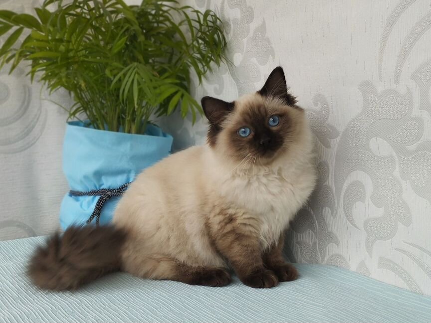 Котята регдолл