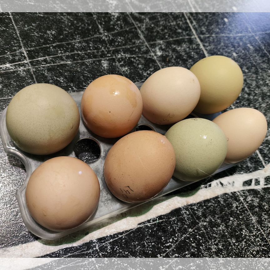 Инкубационные домашние куриные яйца несушки