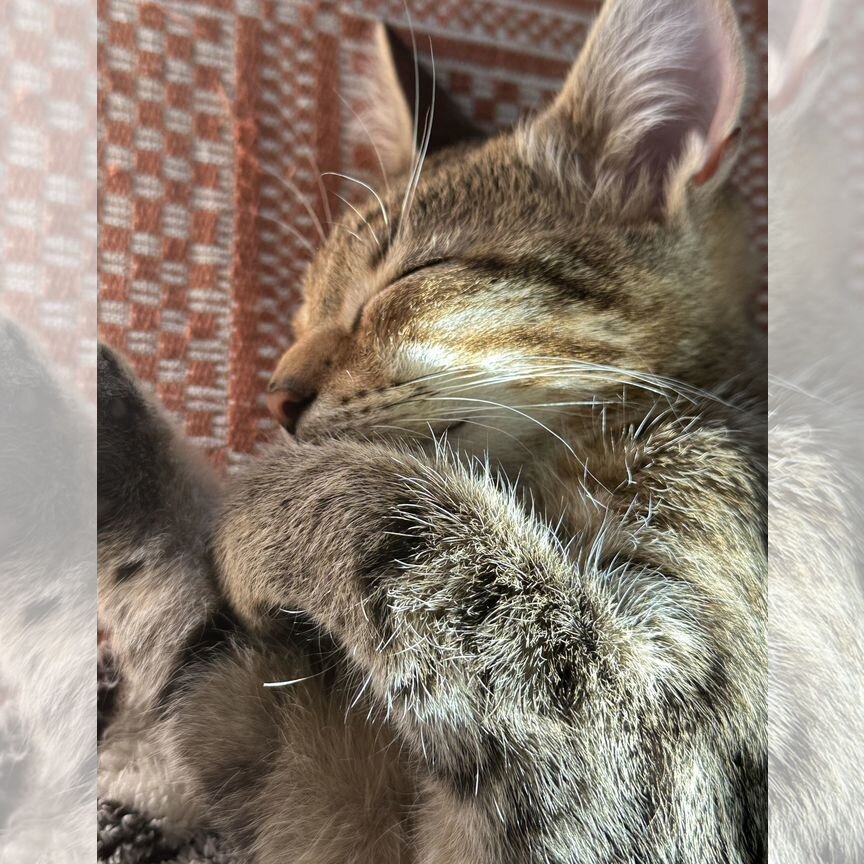 Котёнок в добрые руки