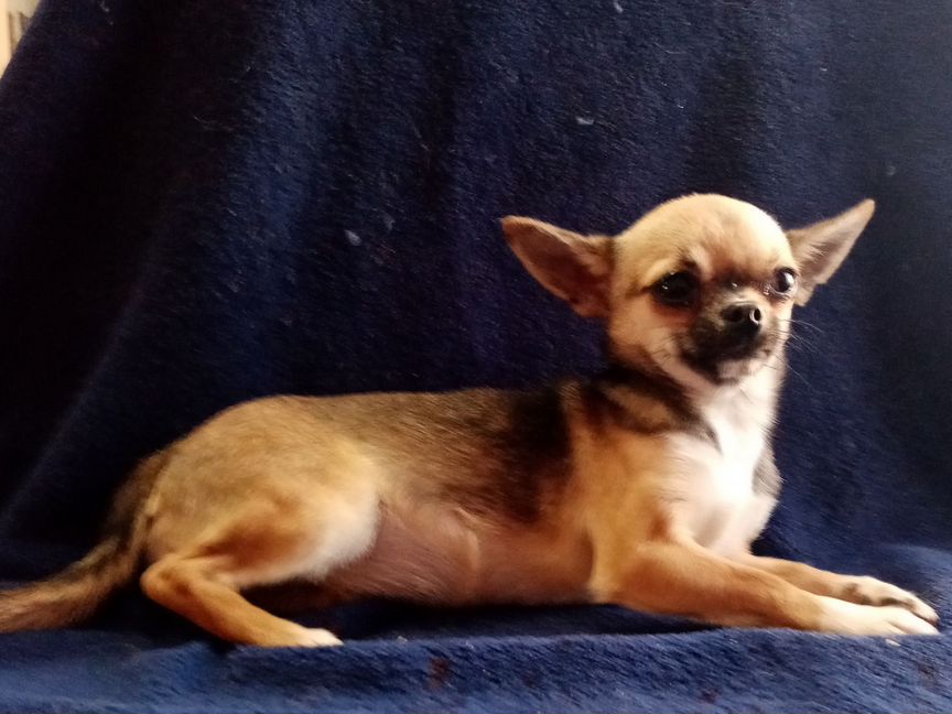 Подрощенная девочка с документами РКФ