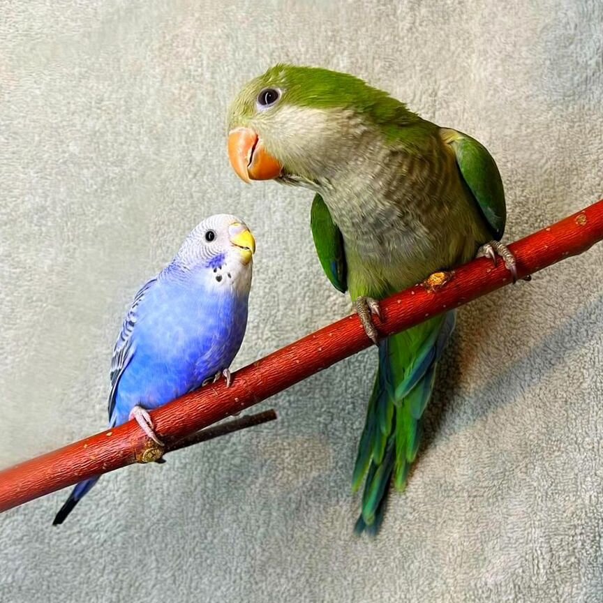 Попугай Монах ручной