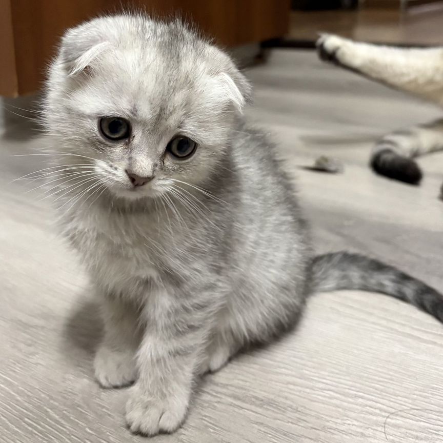 Шотландский вислоухий длинношёрстный котёнок
