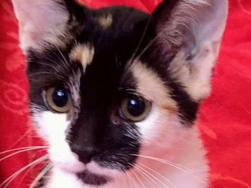 Котёнок девочка в добрые руки