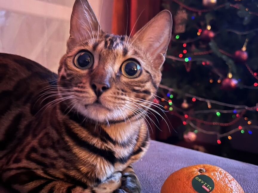 Бенгальская киса ищет друга:)