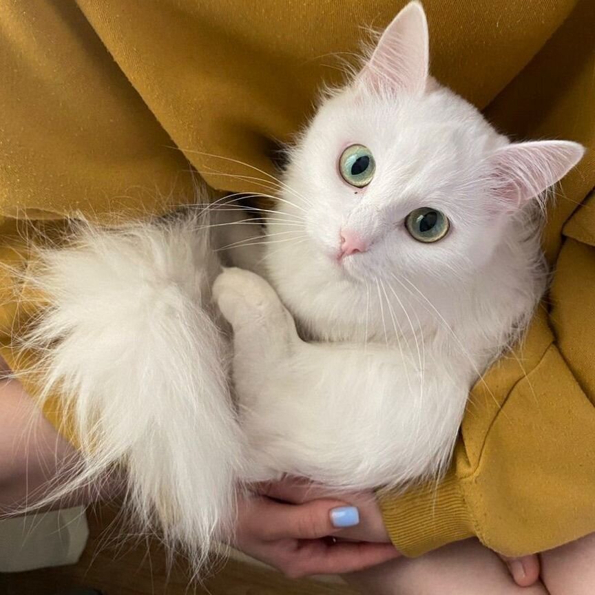 Кошечка Поля