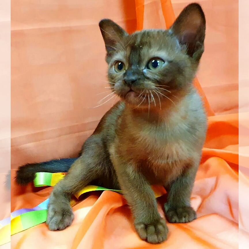 Европейский бурманский котёнок