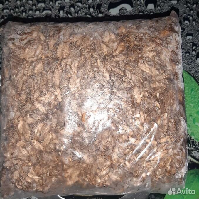 Сверчки домовые