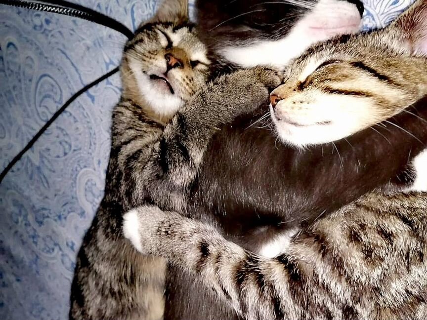 Дружные котята ищут дом
