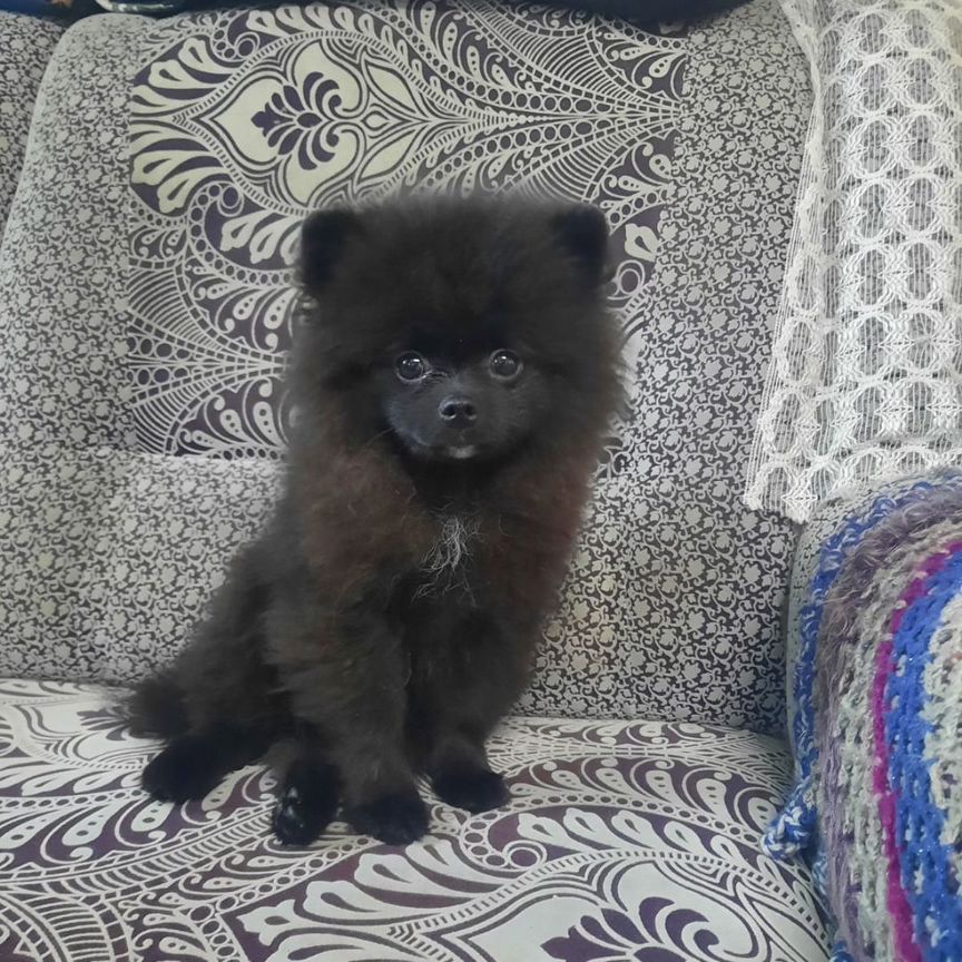 Померанский шпиц