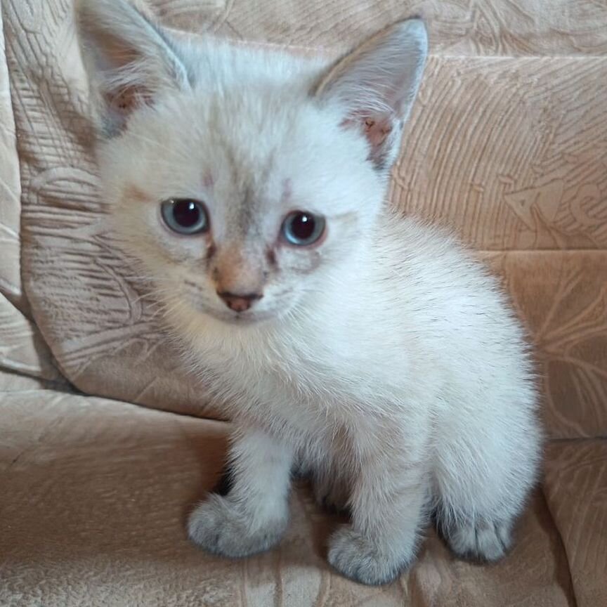 Тайский котёнок