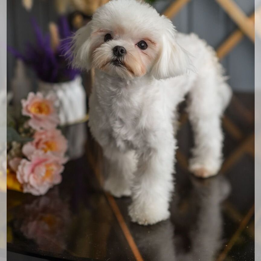 Мальтийская болонка, щенок