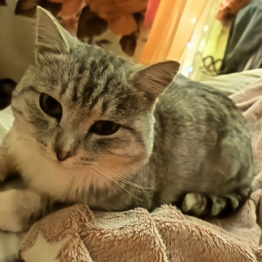 Взрослый кот в добрые руки