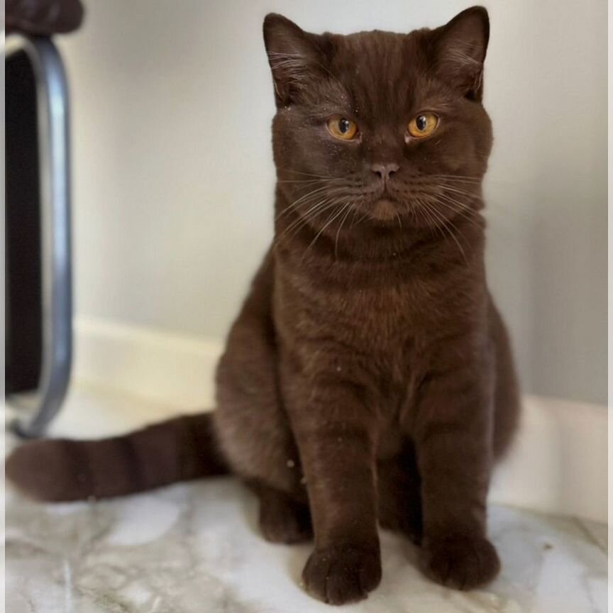Британский короткошёрстный котёнок