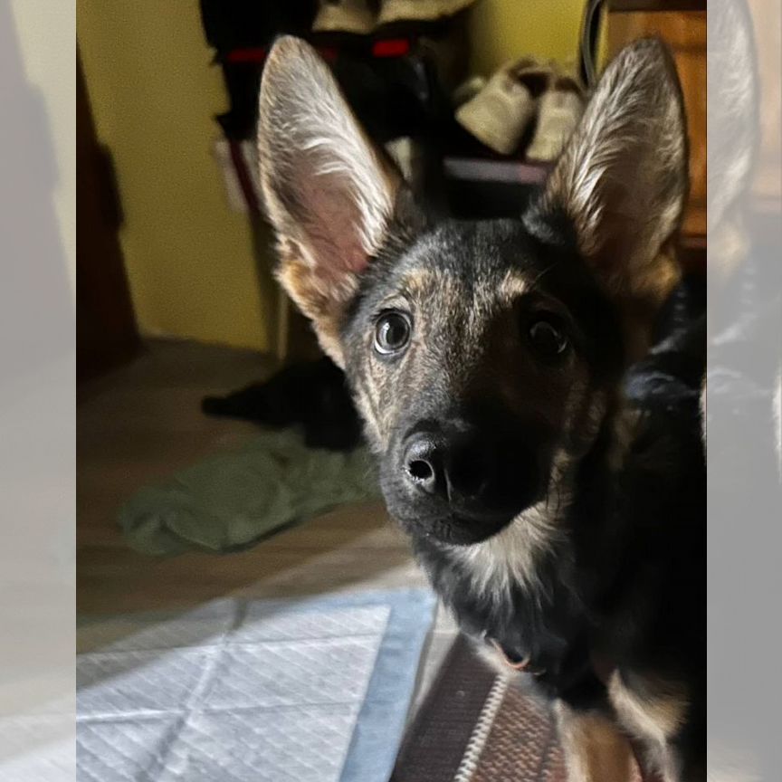 Щенок в добрые руки