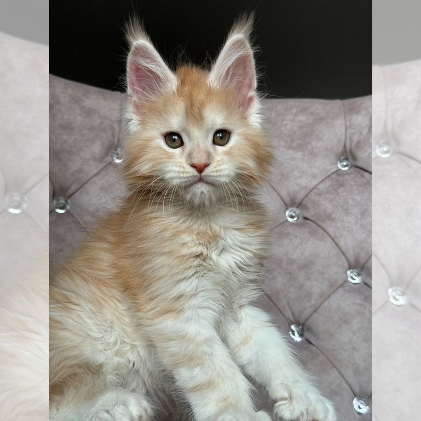 Котик мейн кун
