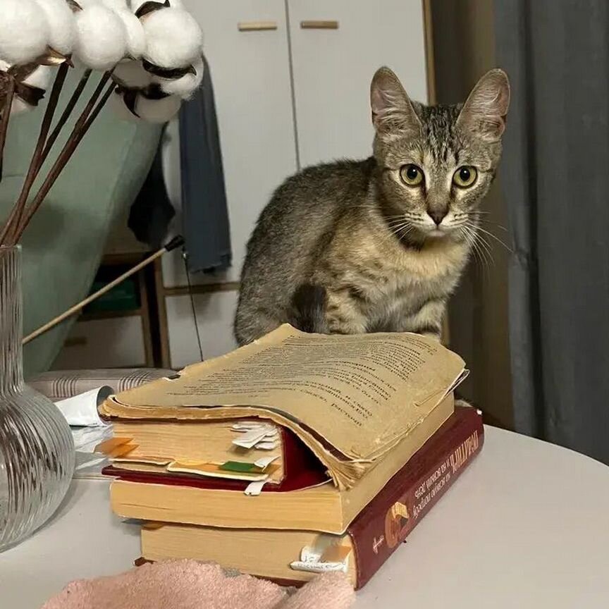 Котёнок в добрые руки