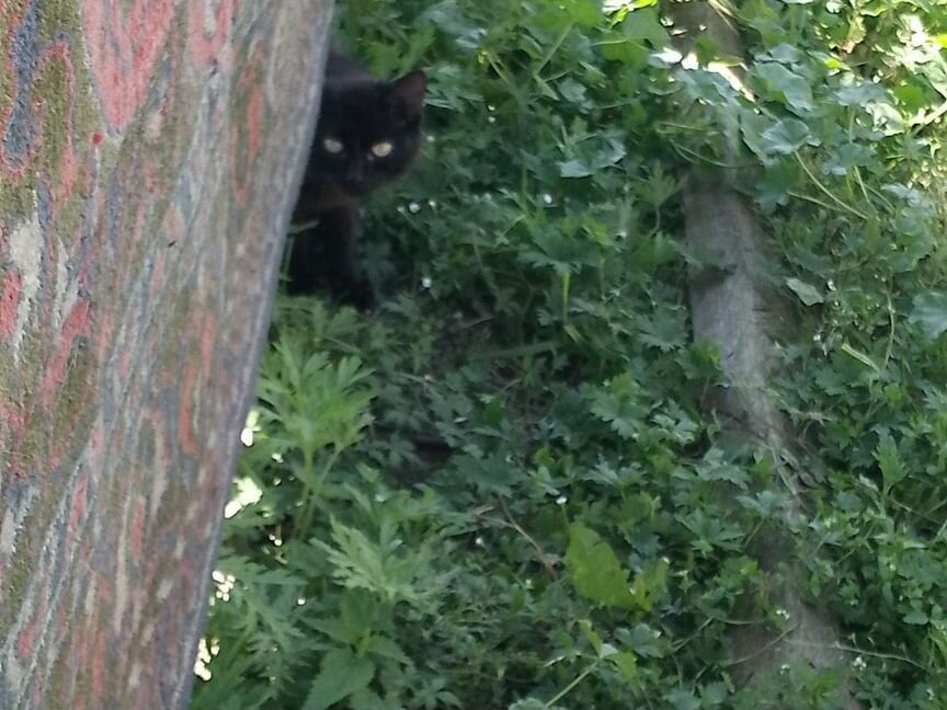 Отдам кота в добрые руки