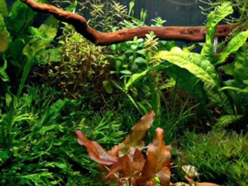 Аквариумные растения, гуппи