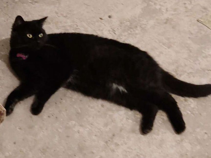 Кошки в добрые руки бесплатно