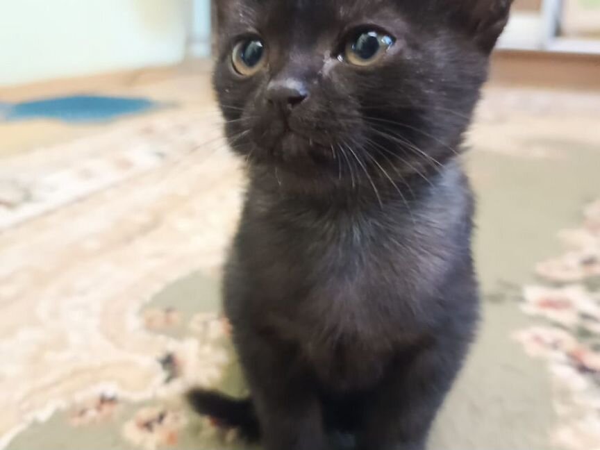 Котенок бурма 2 мес