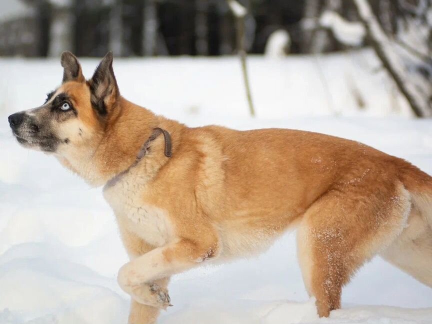 Собака в добрые руки отдам бесплатно