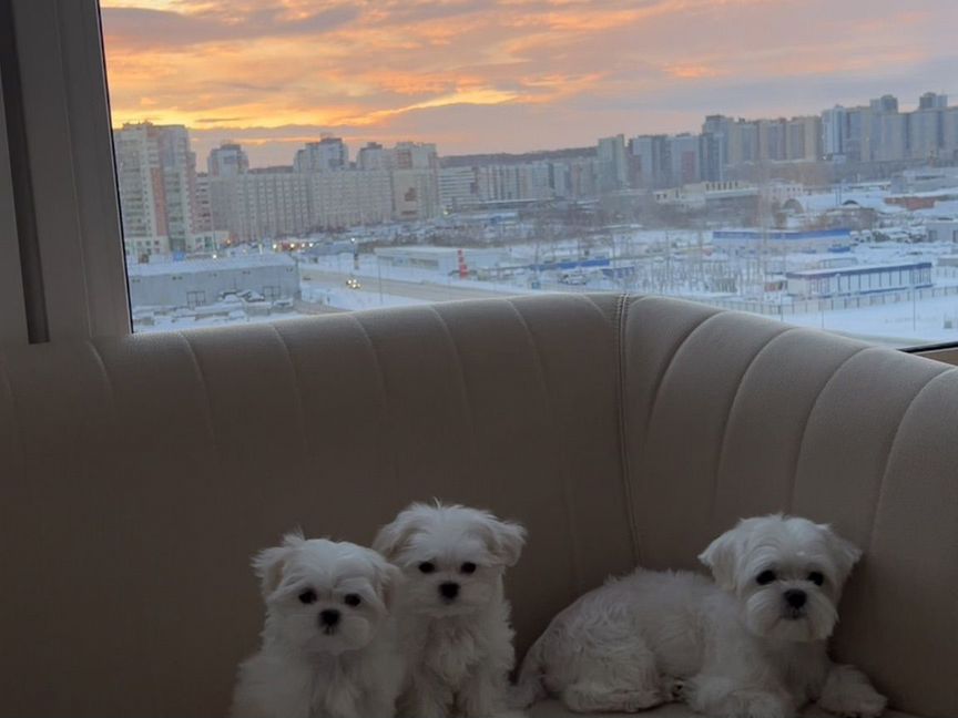 Щенки мальтезе